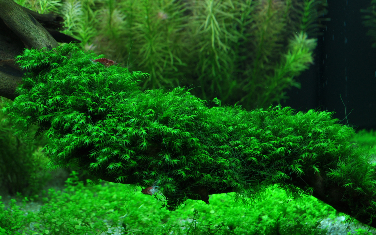 Fissidens fontanus "Phoenix Moss" - aquaSepp