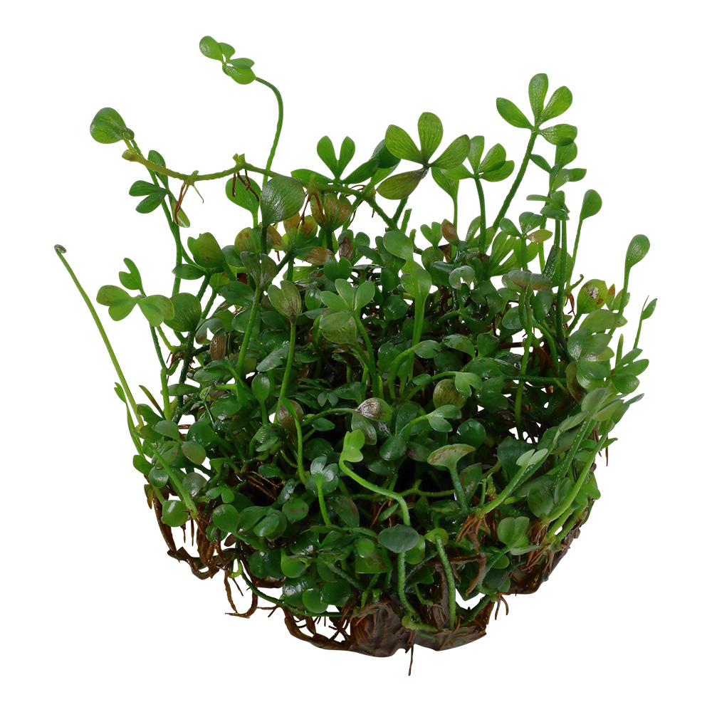 Marsilea crenata 1-2-Grow! In Vitro von Tropica - aquaSepp